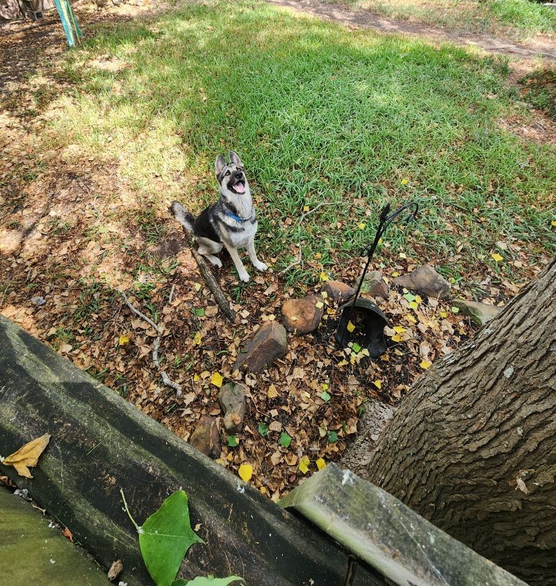 Kitty Bridge to safety