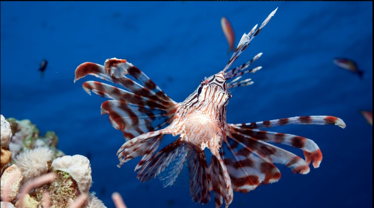 These aggressive, venomous fish are taking over the Gulf of Mexi