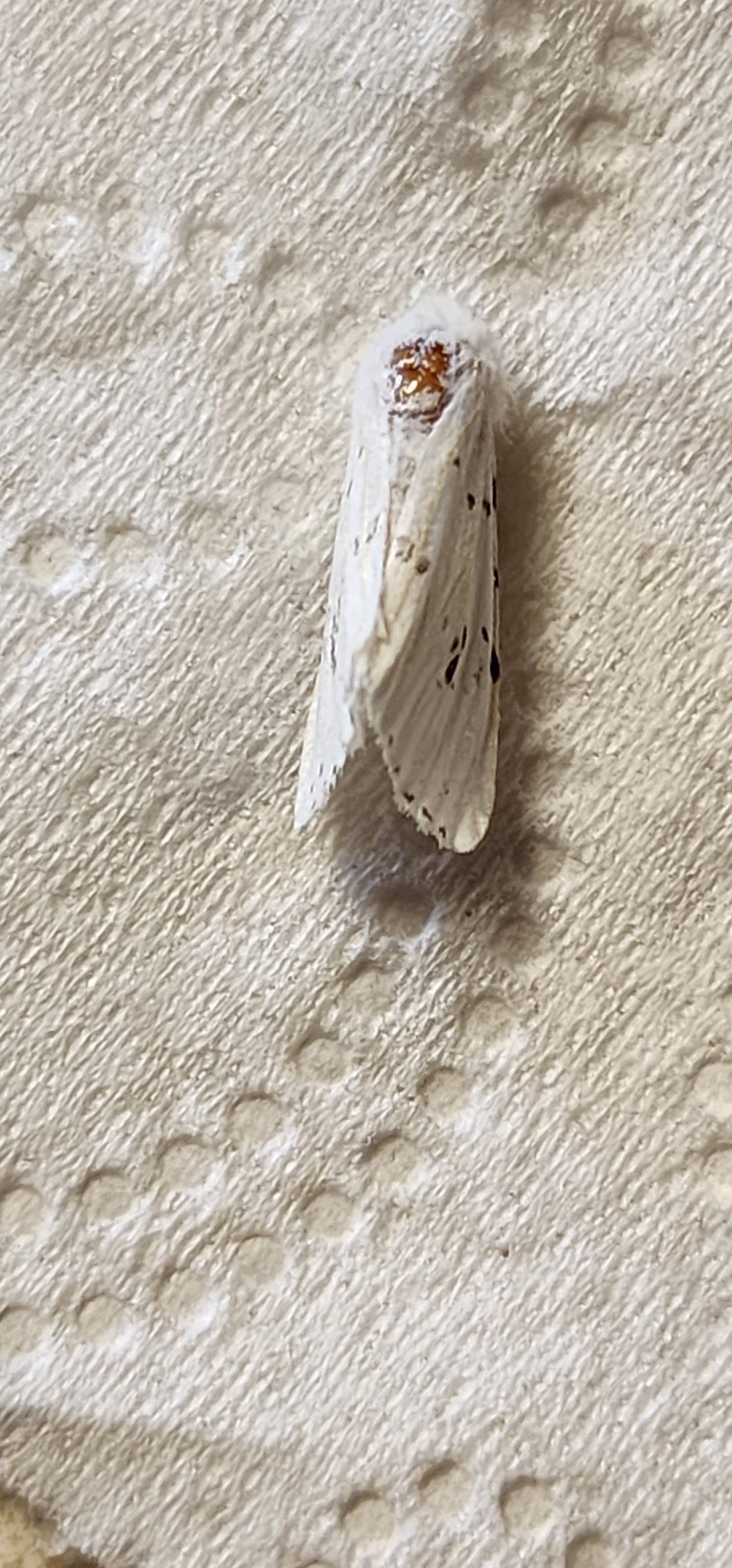 What are these little white moths? I keep finding dead ones in m