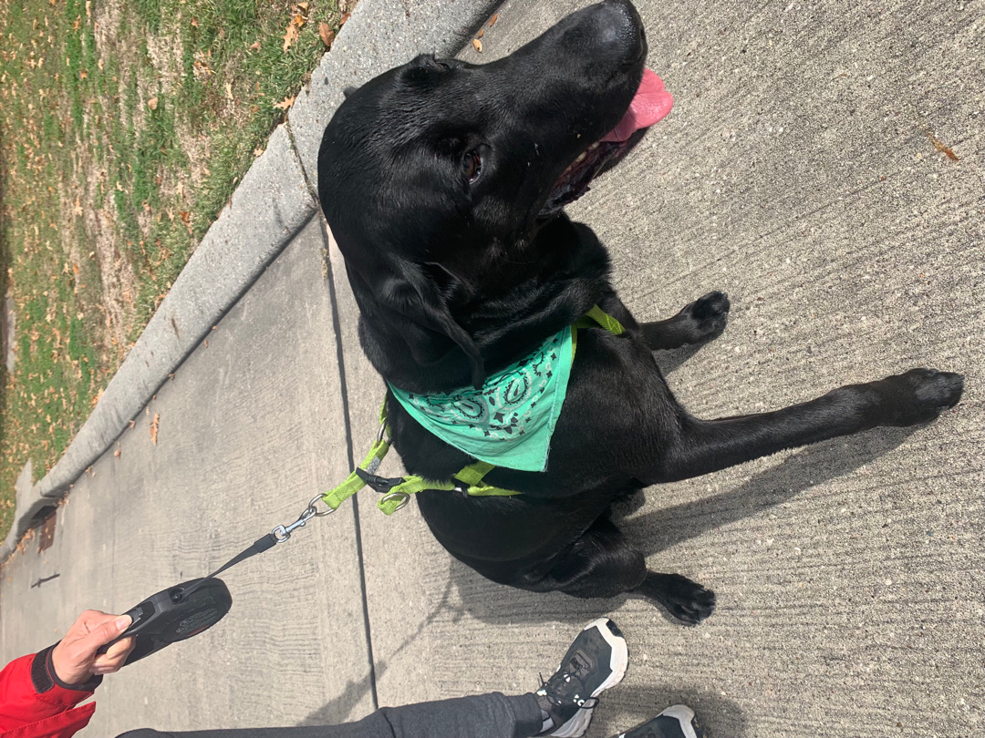 Found Dog in Woodstream. Male, looks like a black lab.