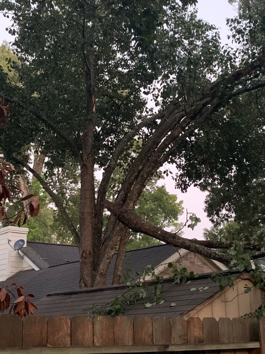 Branch fell , neighbors tree