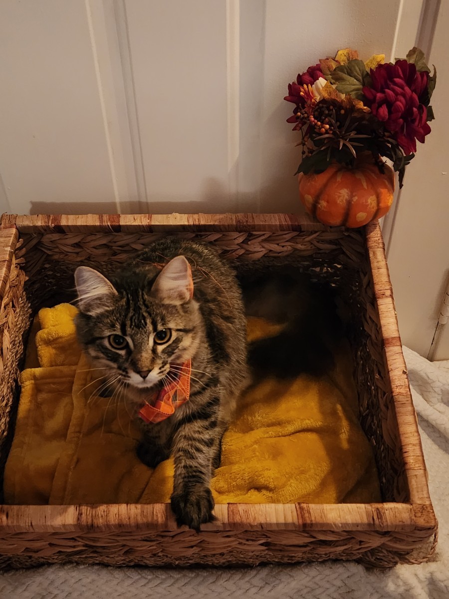 My sweet Louie is growing fast! 5 months old!