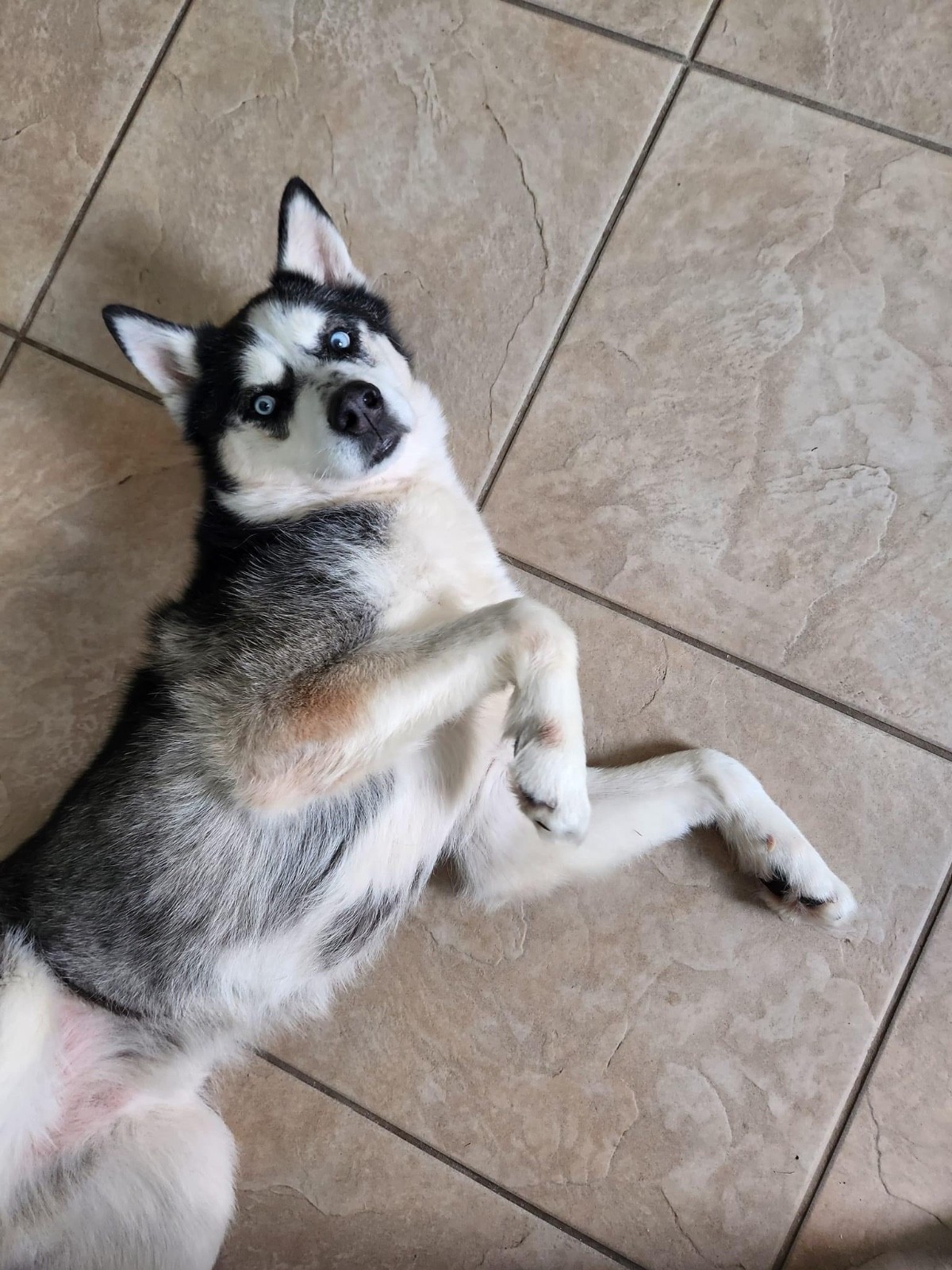 Hey there, our husky got out last night around 10 pm and we have
