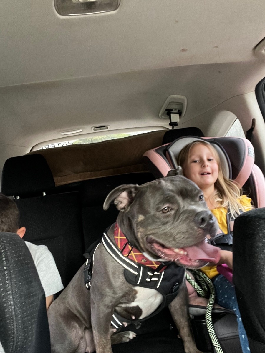 look who rescued a dog yesterday . She's a American bull dog and