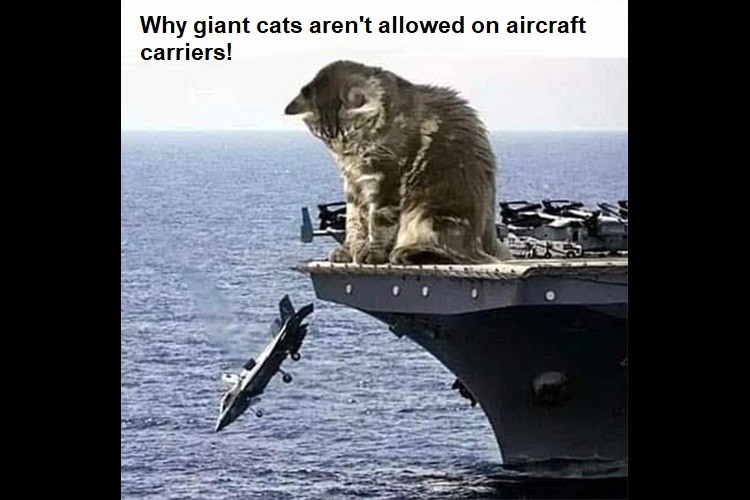 Giant Cats