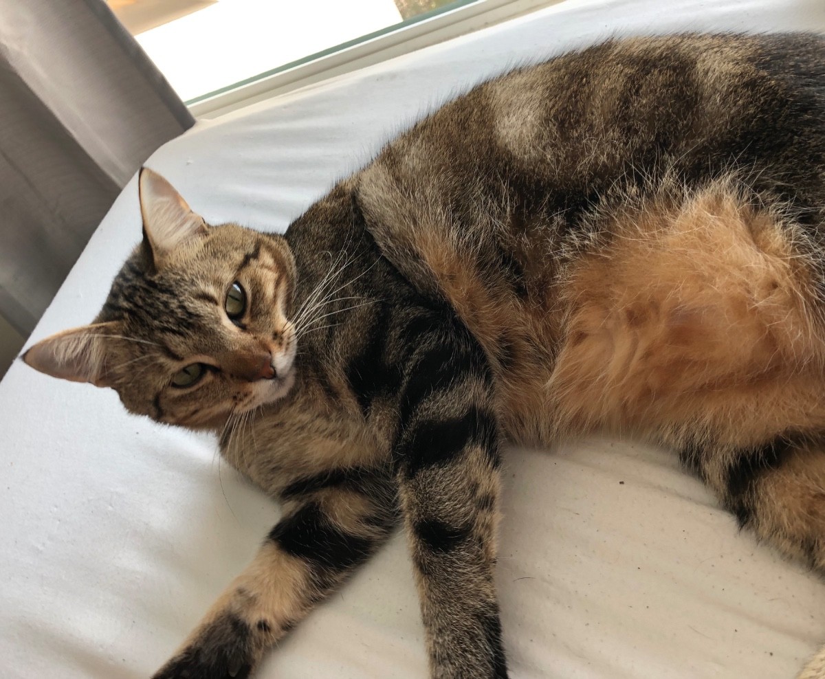 Lost my Cat Boba in Sand Creek near Forest Garden Drive and High