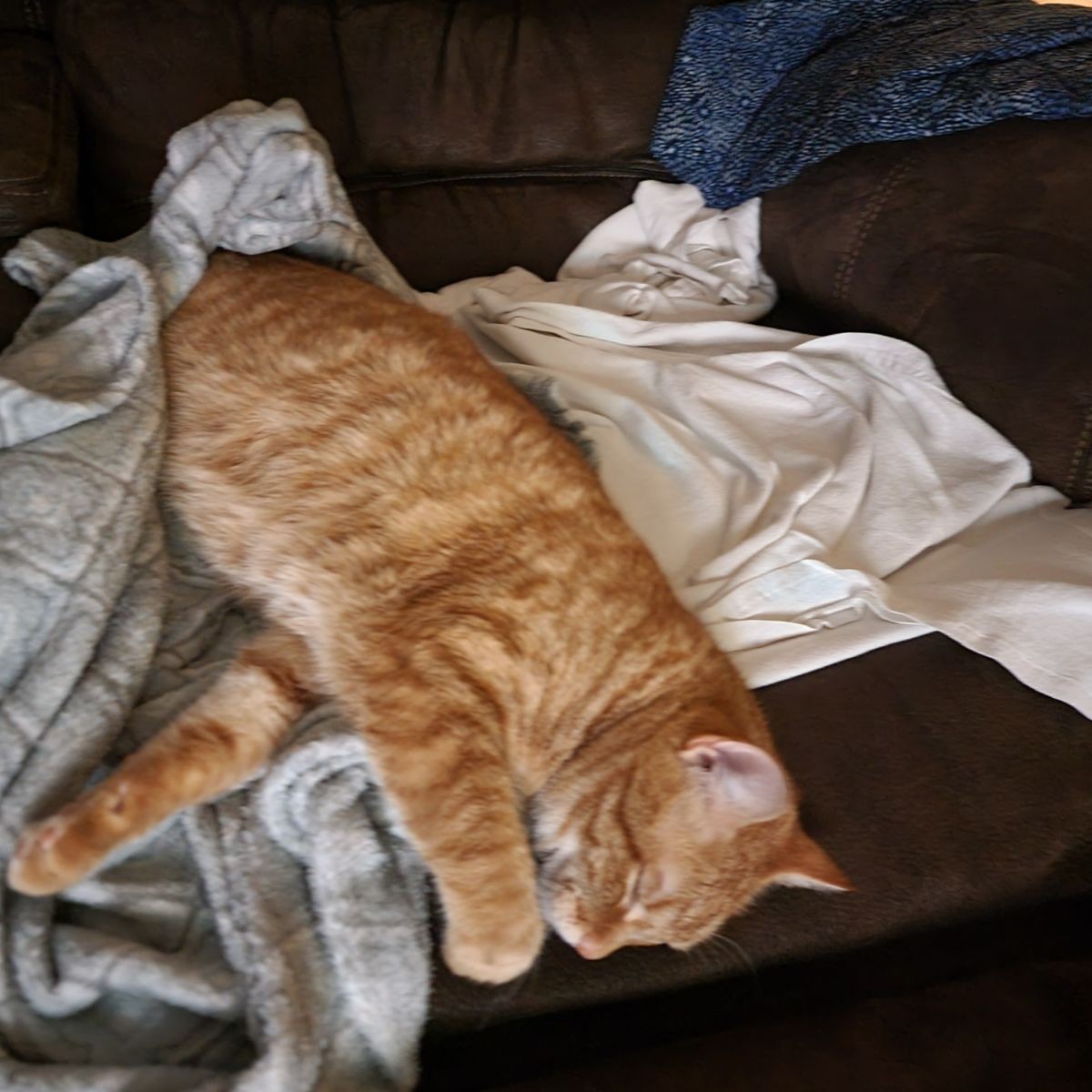 Texas Litter Control costs