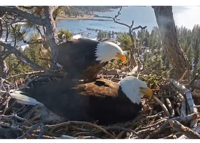 Baby Eagle - Viral Nest Cam - Pip Watch 2024