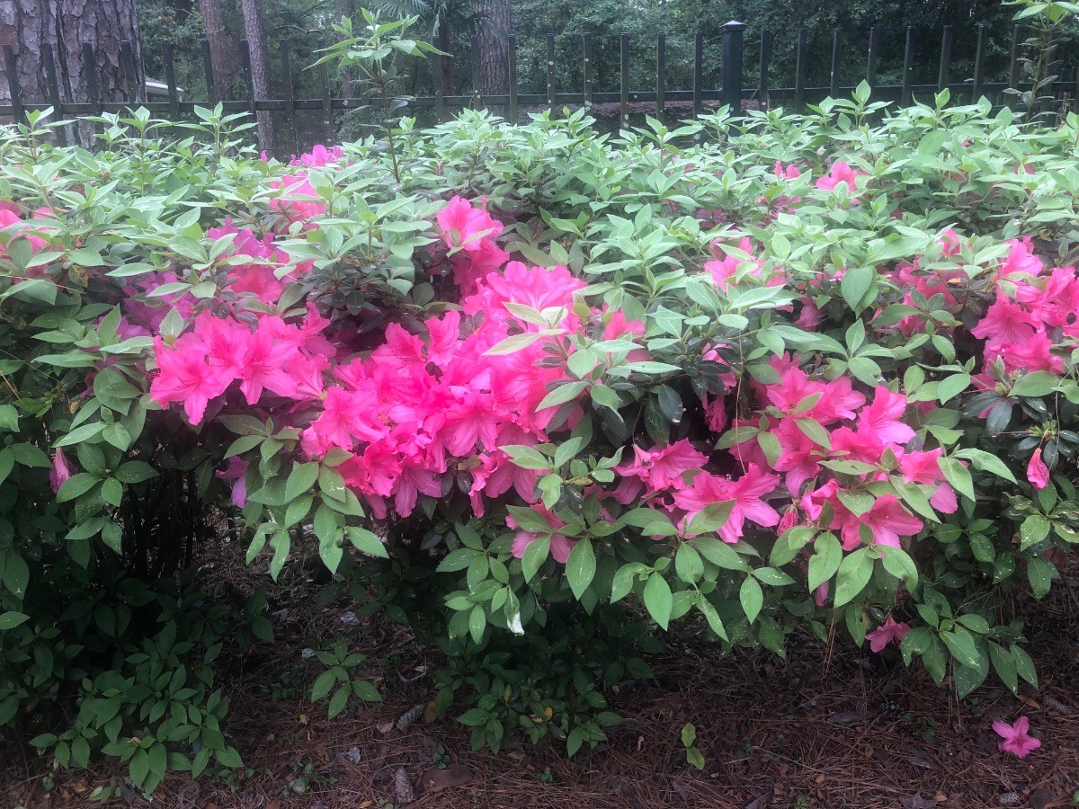 Our azaleas are popping out. Colored March madness hot pink!