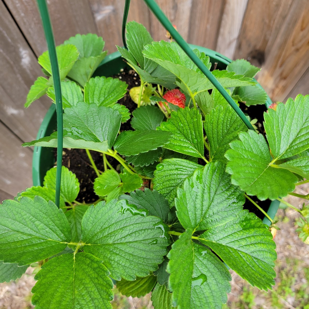 Strawberries