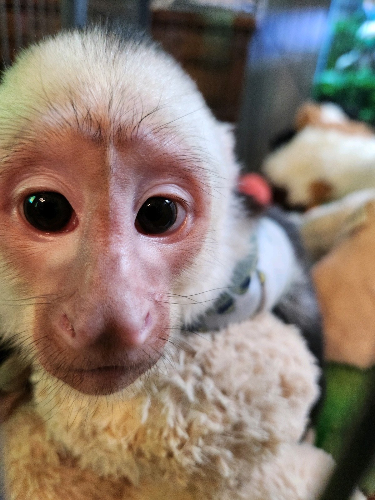 Monkey boy went to see King Kong this week