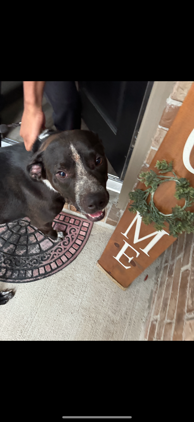 Sweetest 1 year old puppy needs a new forever home