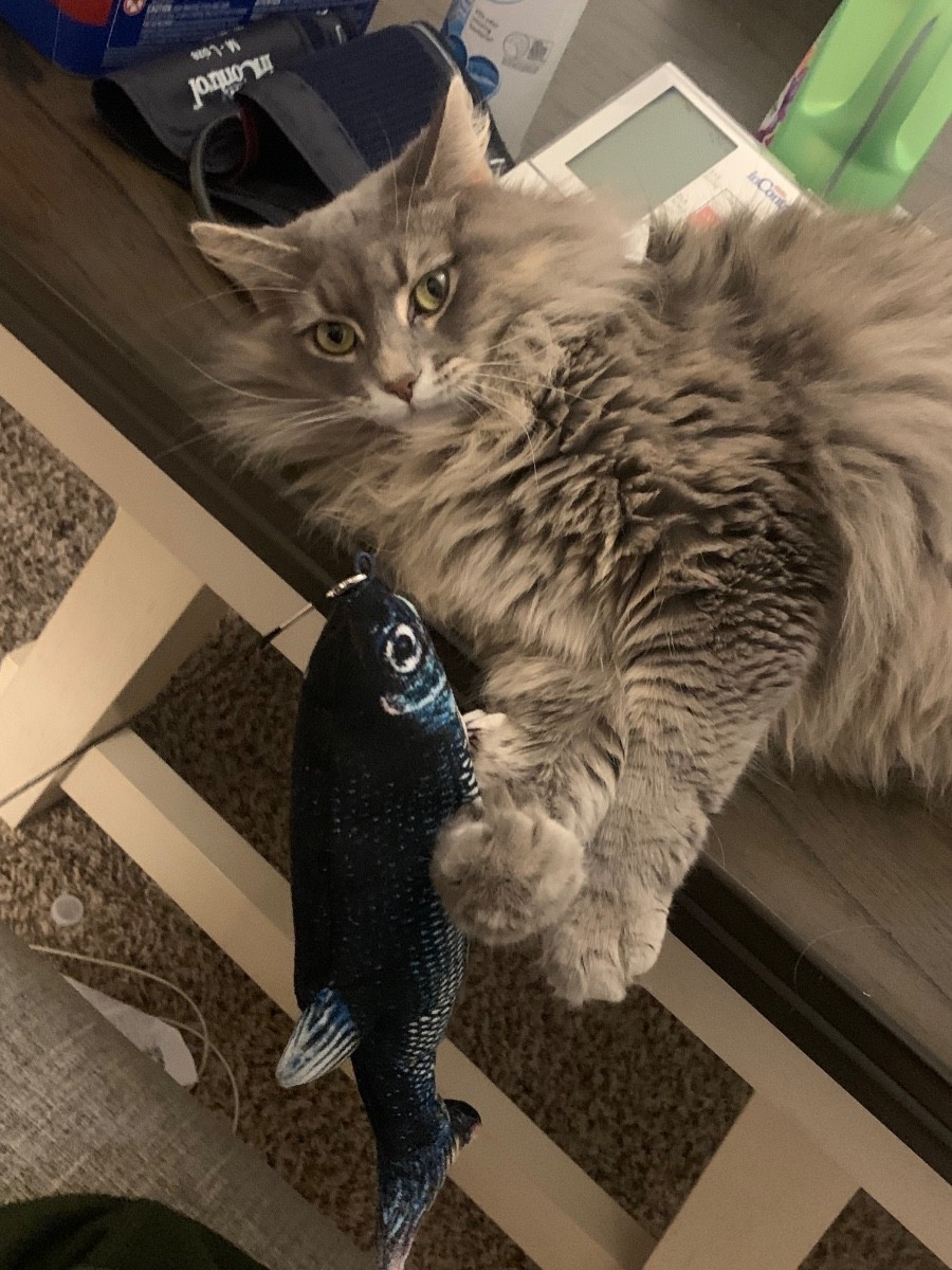 Missing Cat in Mills Branch. Please Call 832-530-9021 if you've