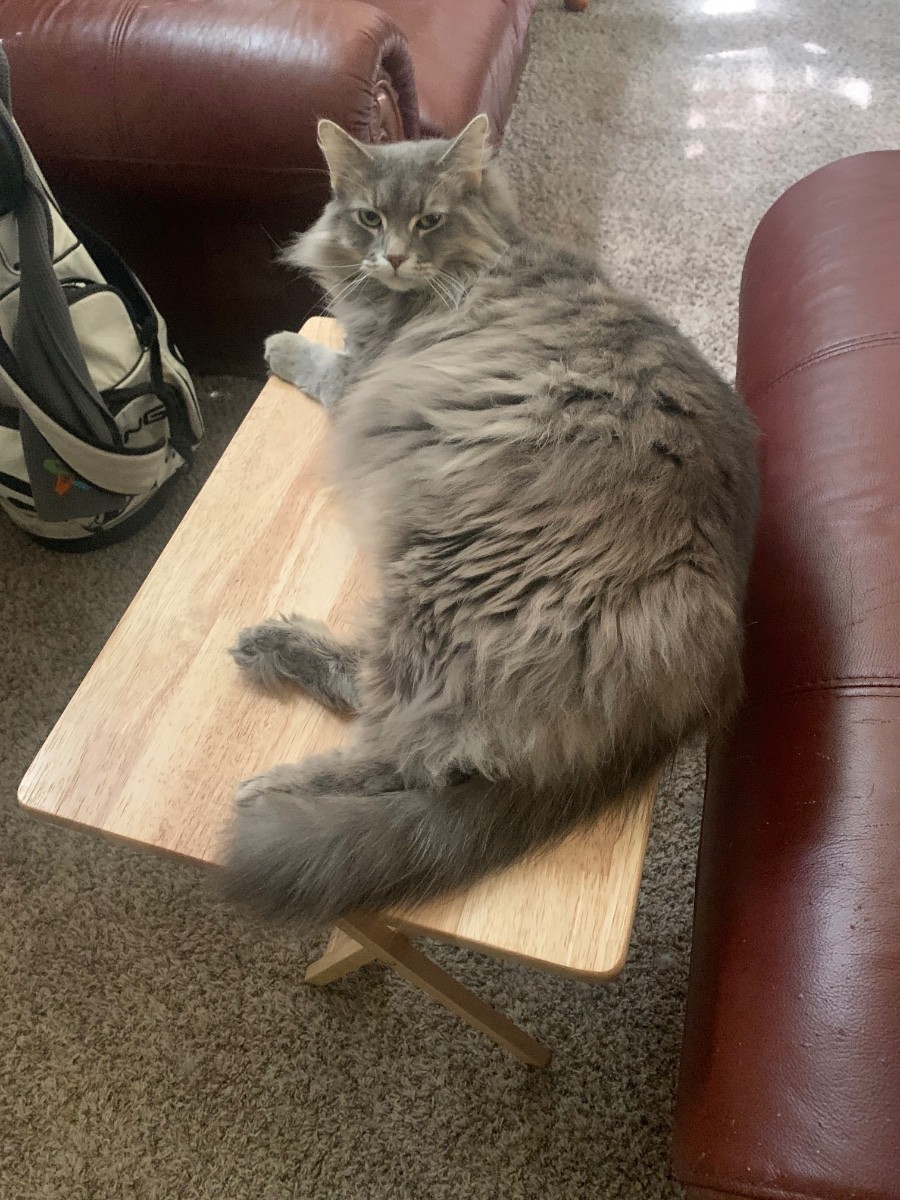 Missing Cat in Mills Branch. Please Call 832-530-9021 if you've