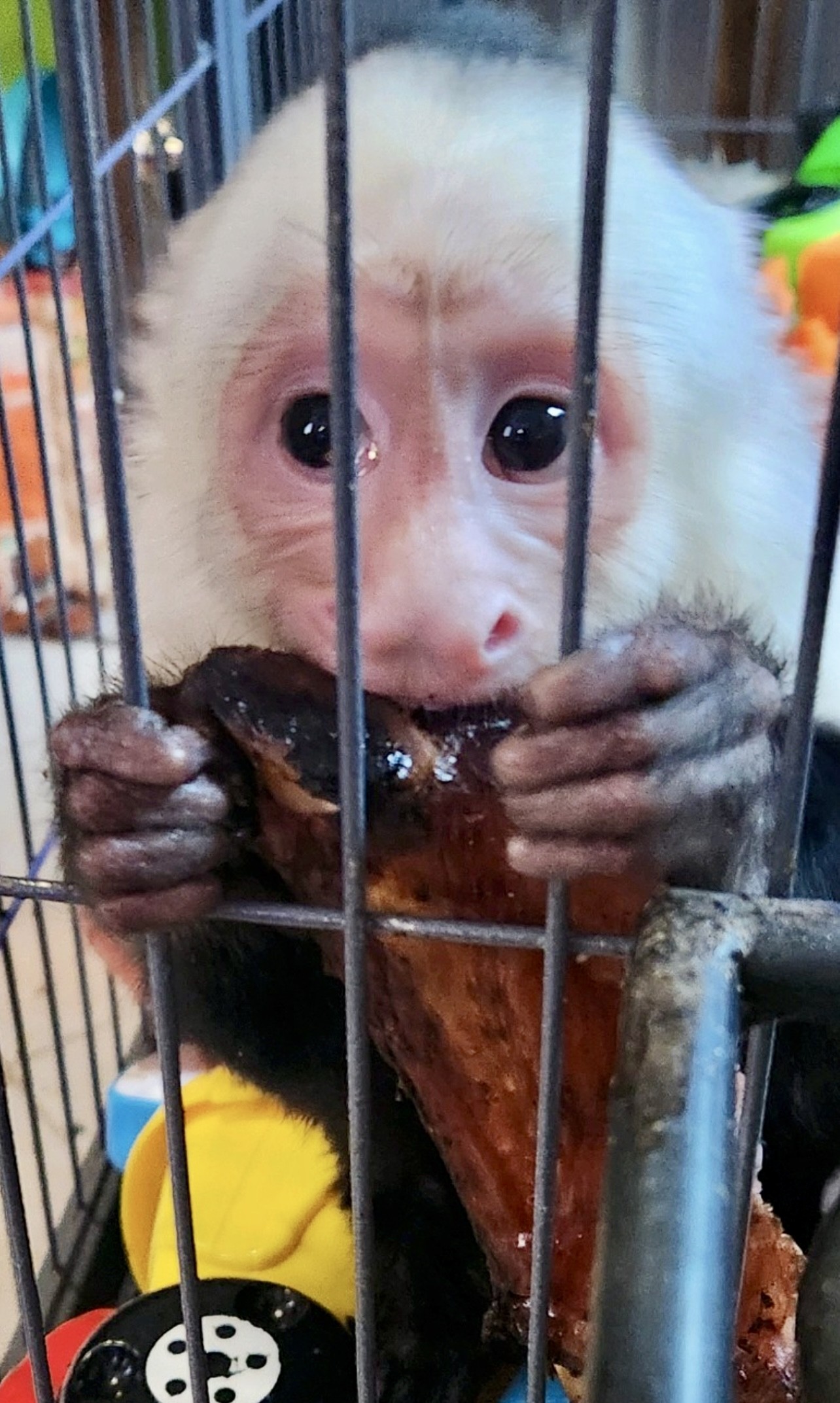 monkey boy's first beef rib