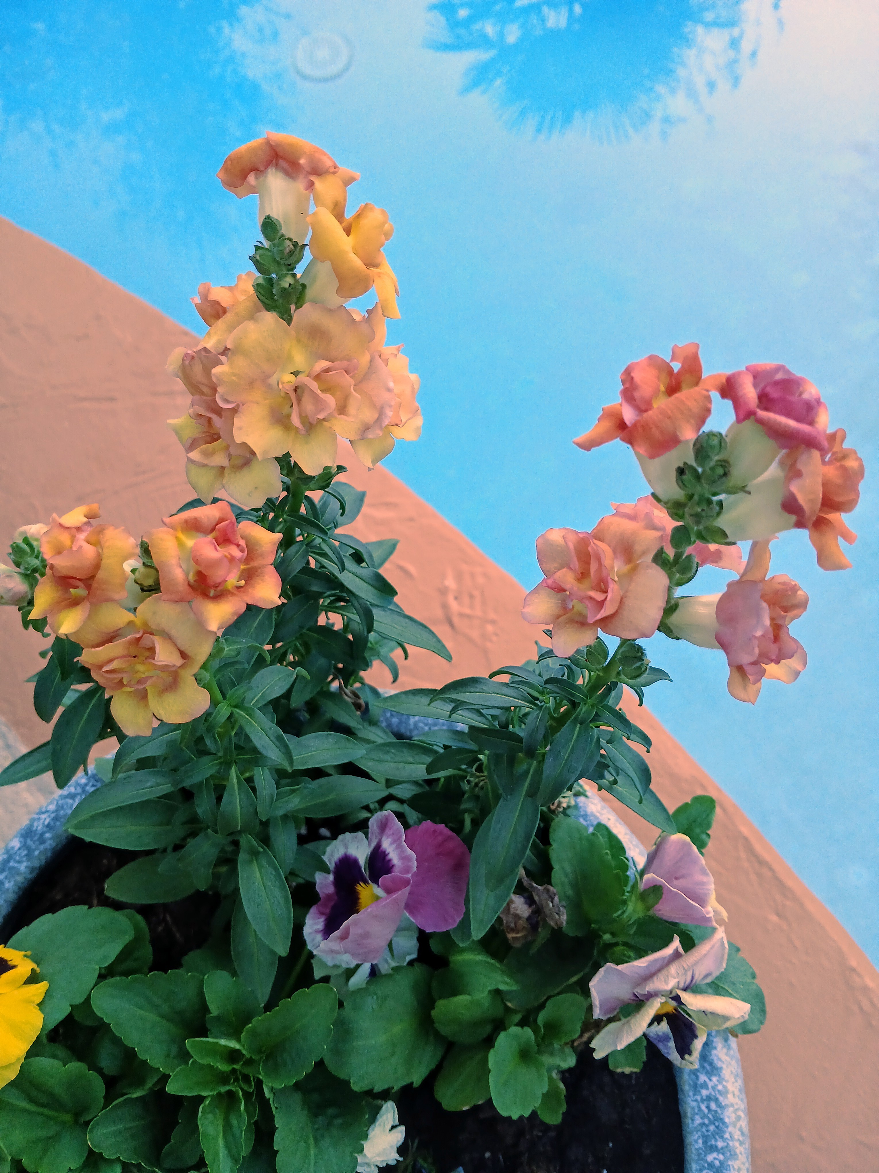 Ruffled Snapdragons! I just thought I was buying regular snapdr