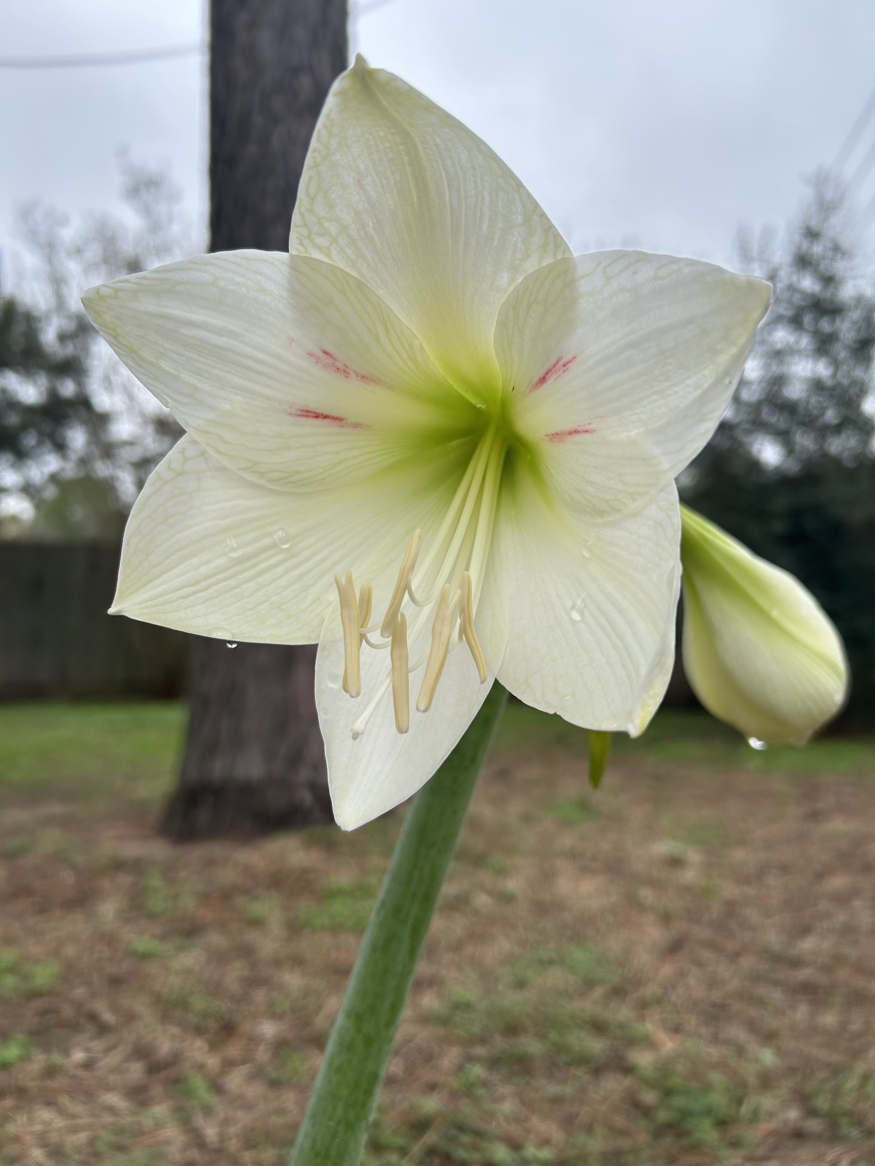 A bit of beauty on a dreary day. This lovely amaryllis bloomed
