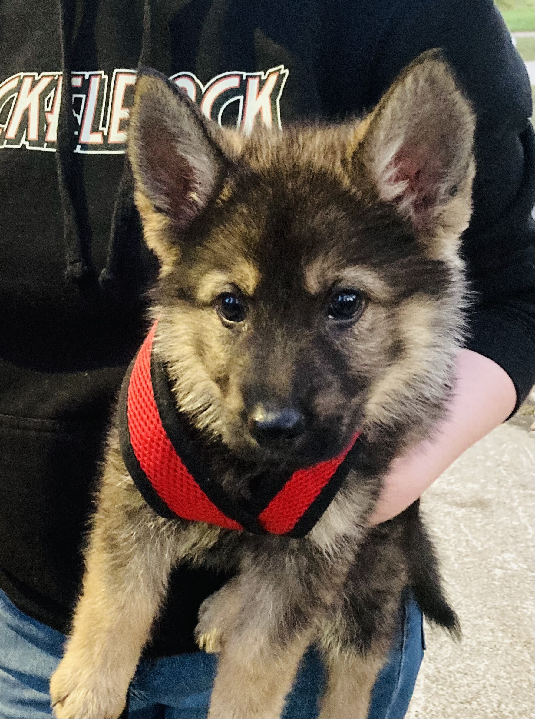 So the puppy loves the Calming Sounds for dogs on Alexa. Actual