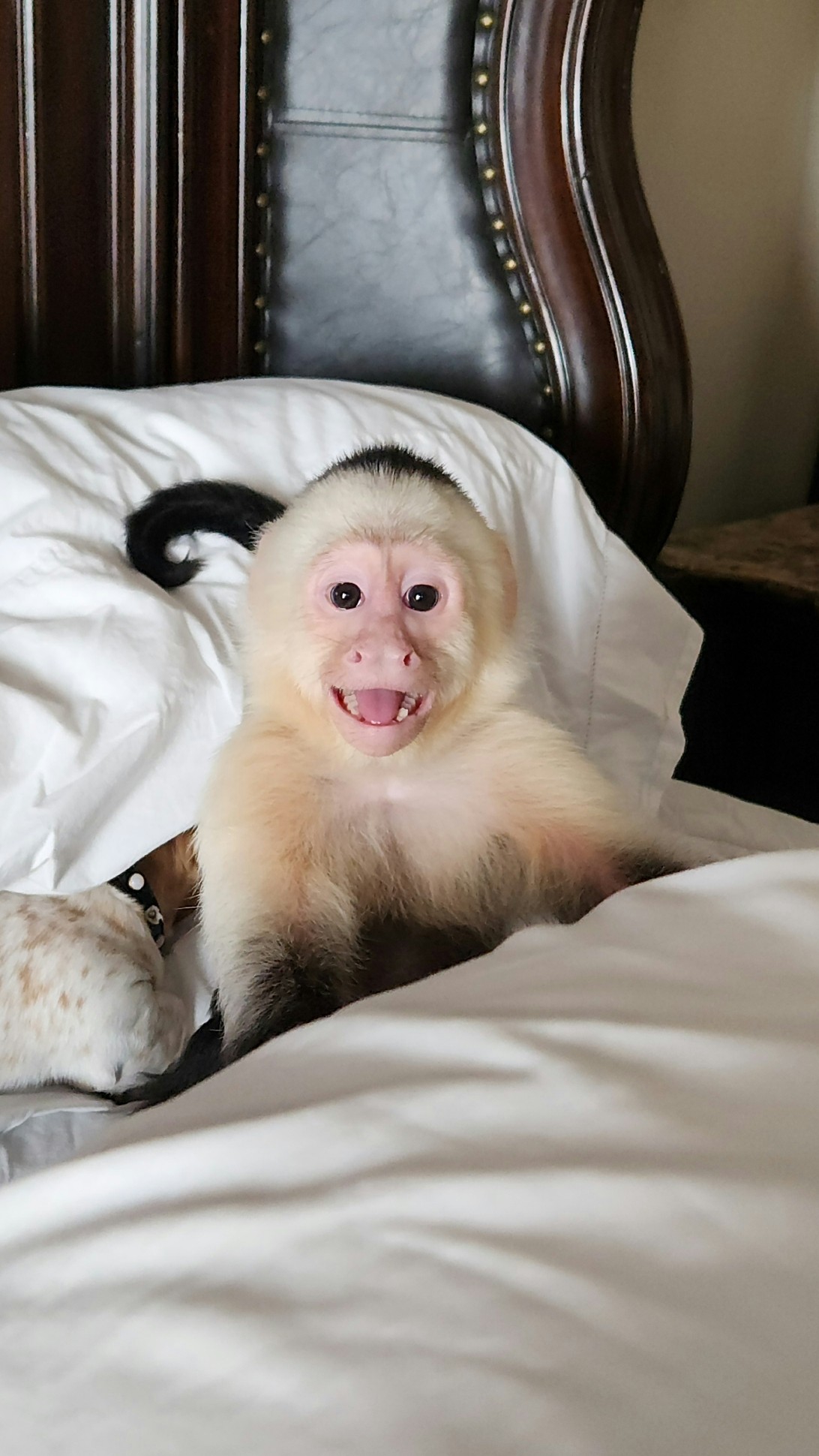 monkey boy watching planet of the Apes on his very own ipad