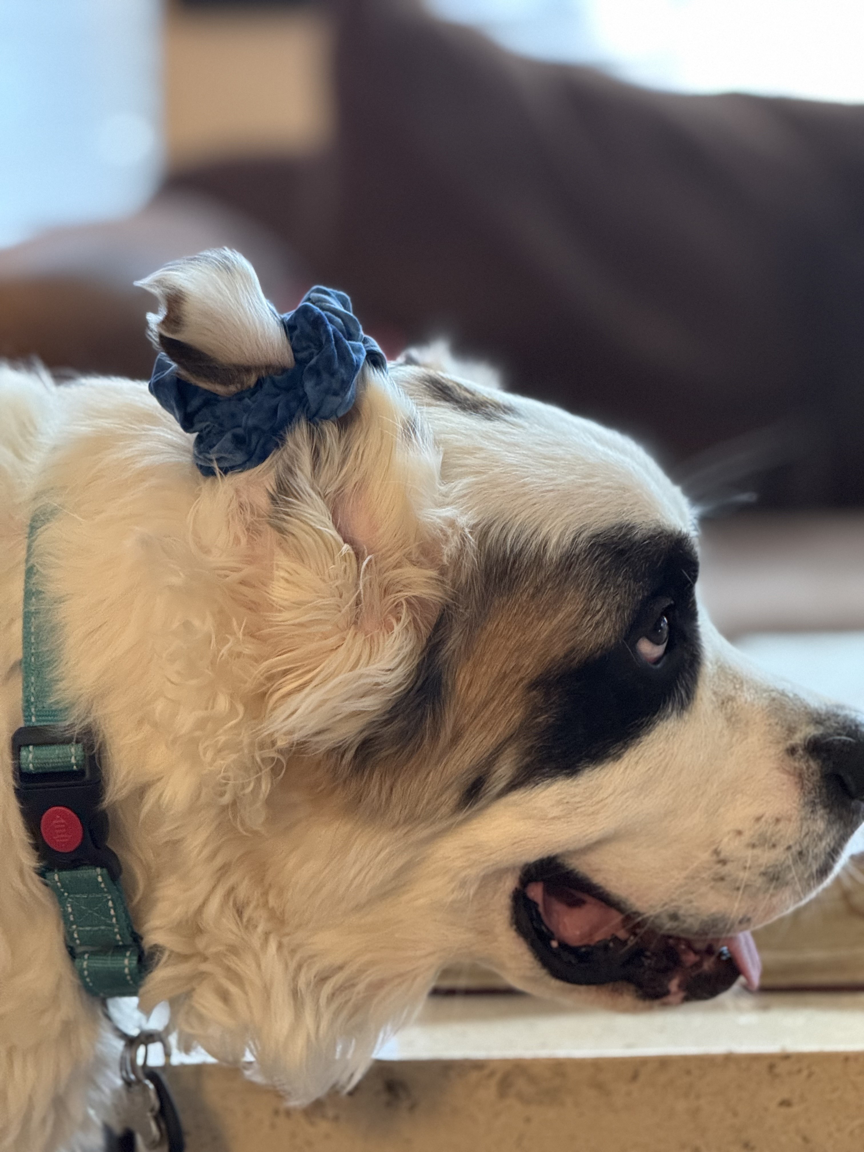 Goliath getting ready for his first snow! Got our ears cap read