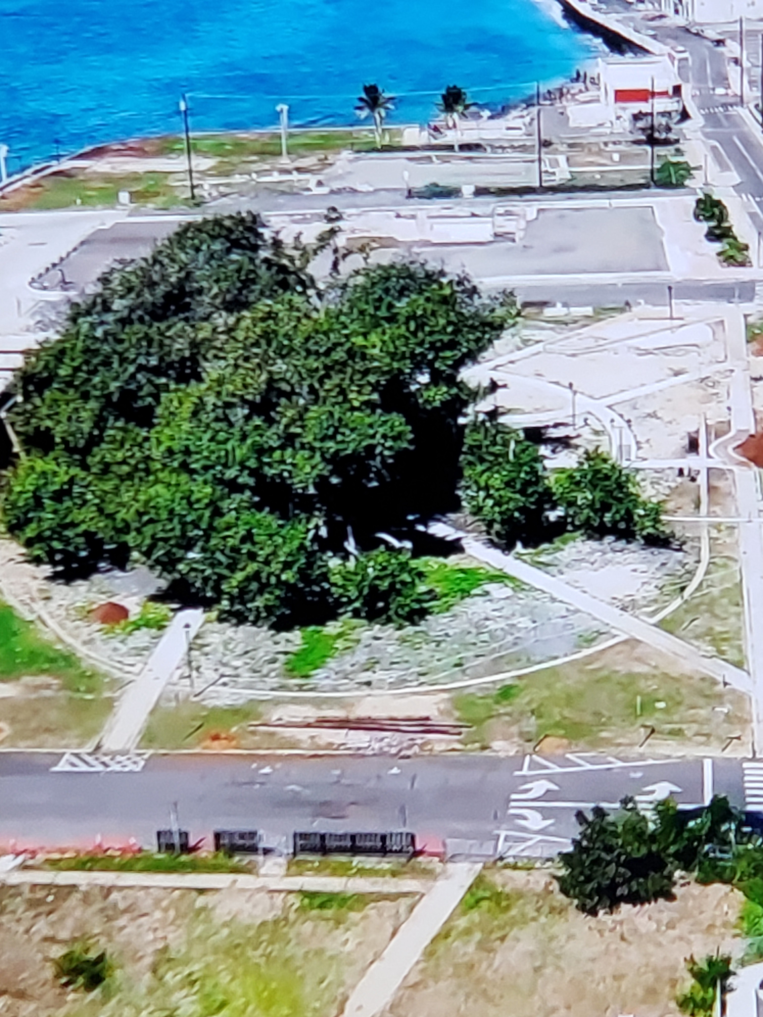 Banyan tree in Lahaina now after fire.