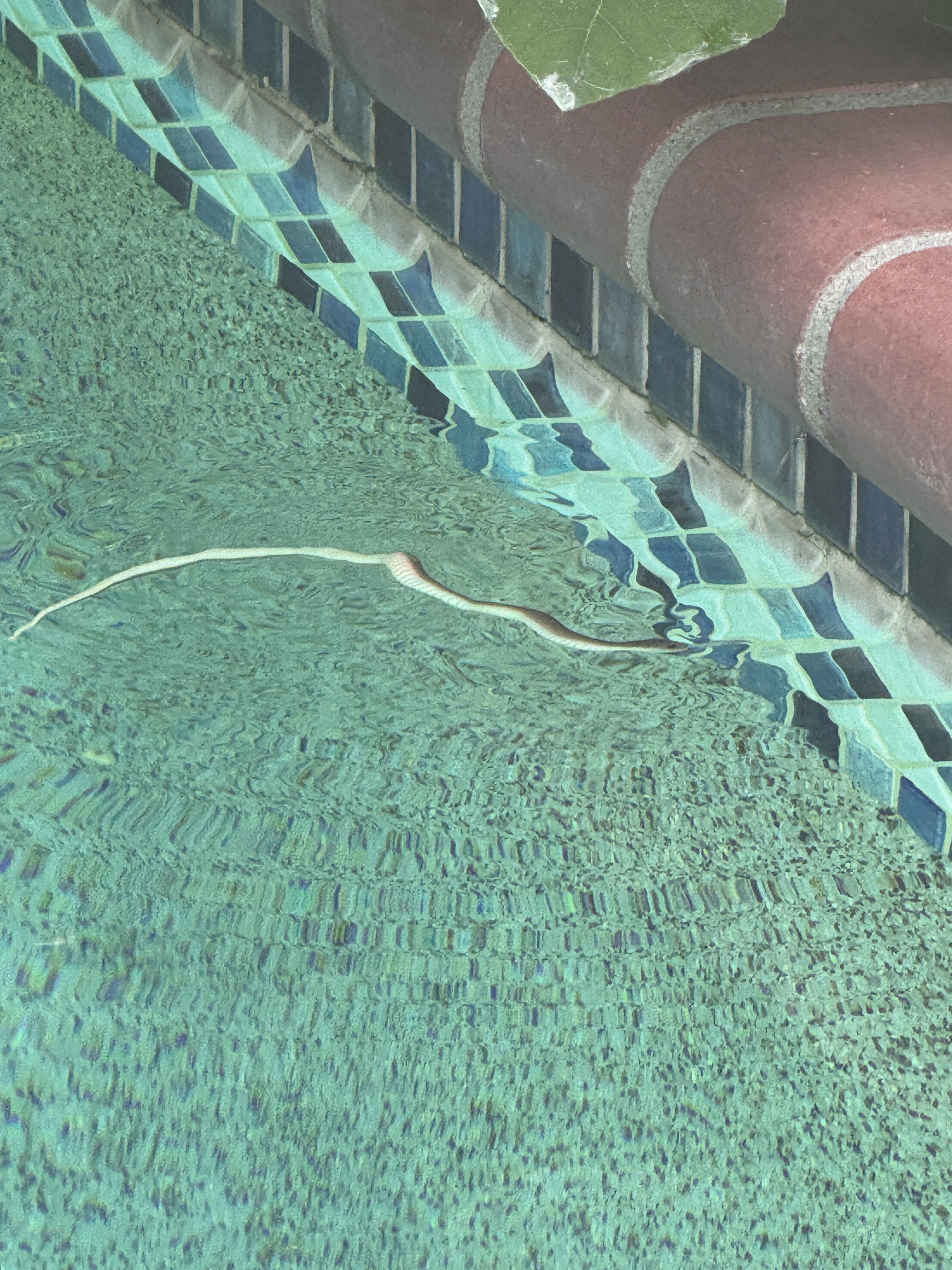 Baby snake in my pool!