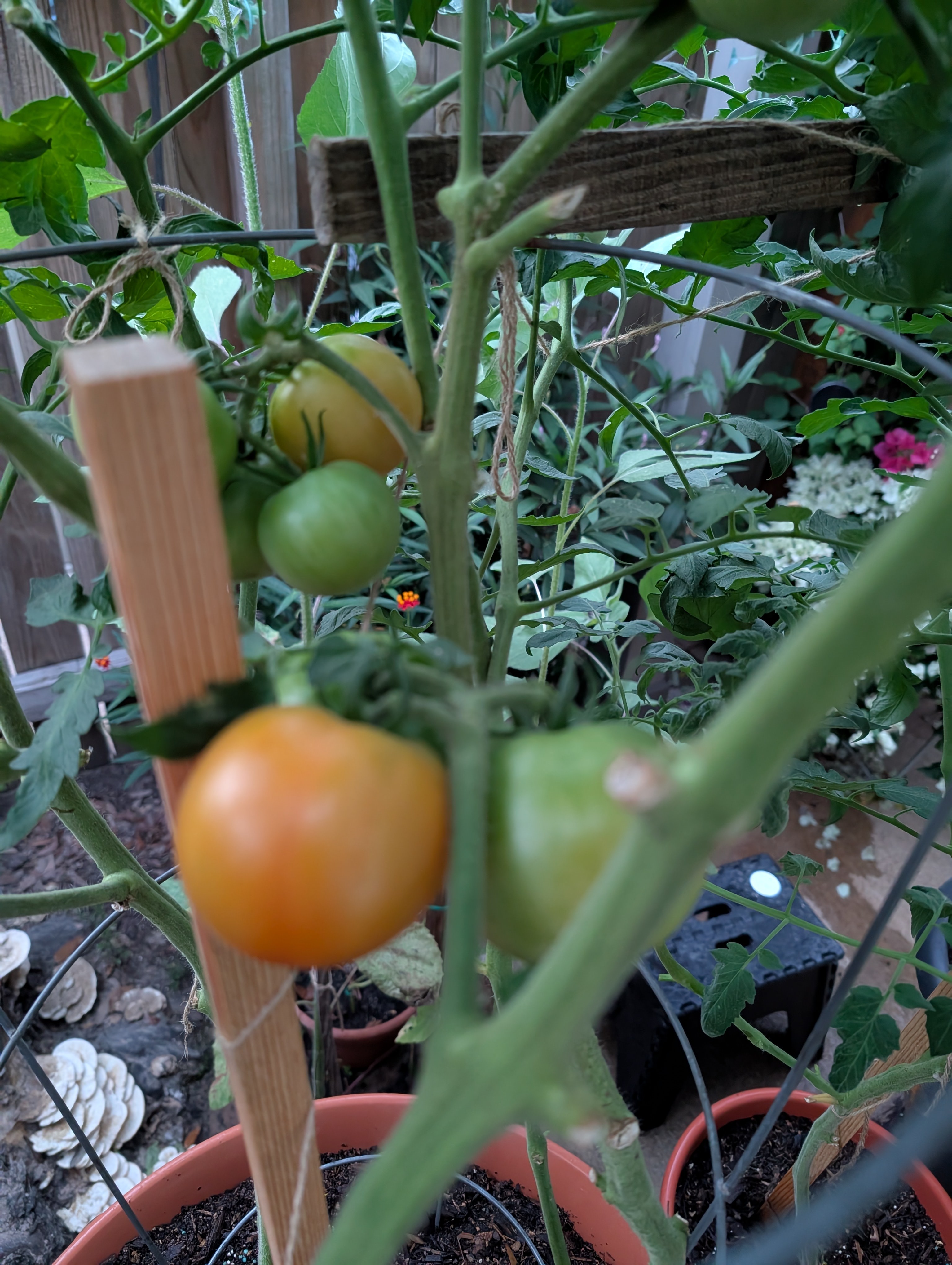 Picking tomatoes