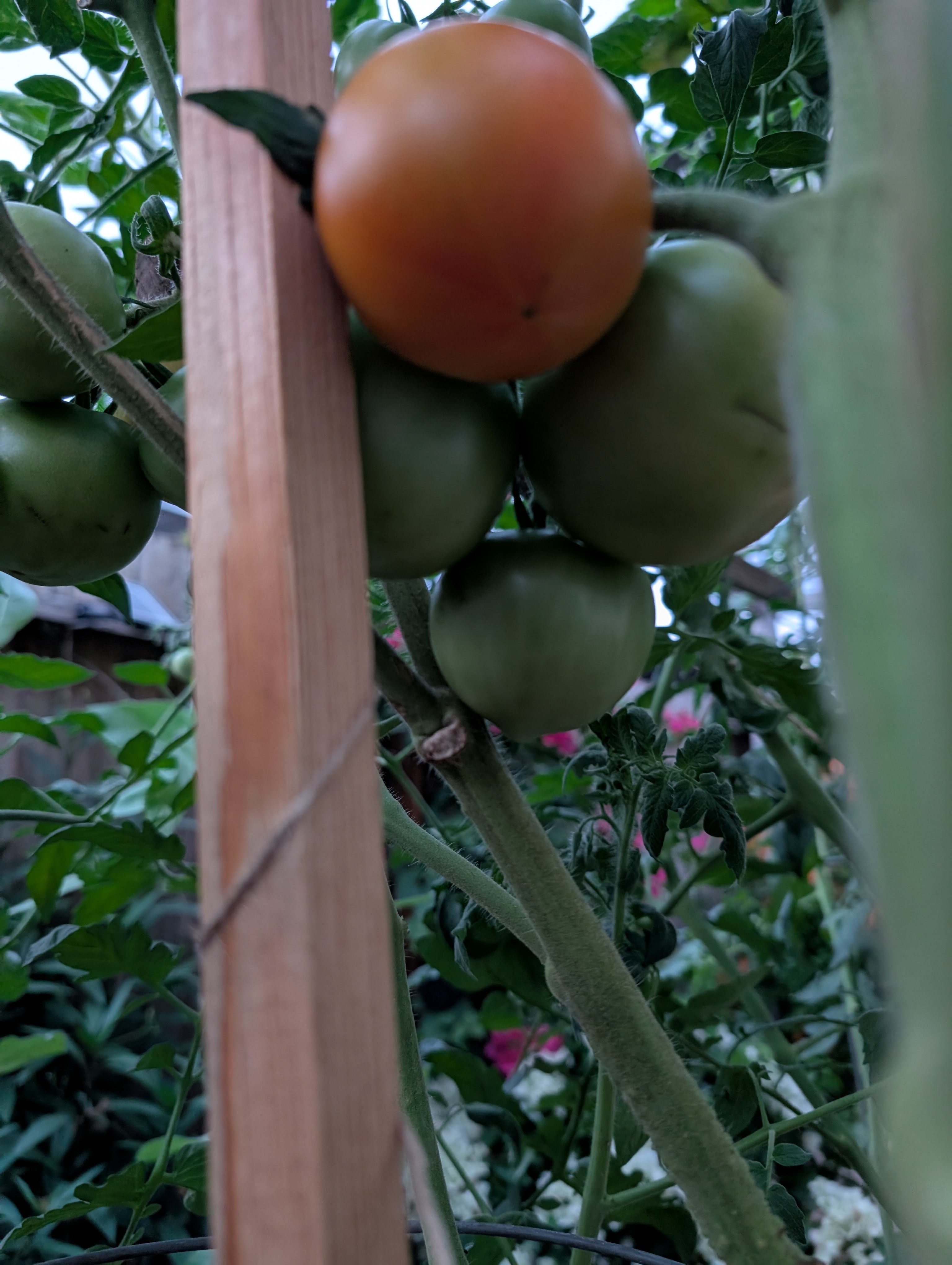 Picking tomatoes