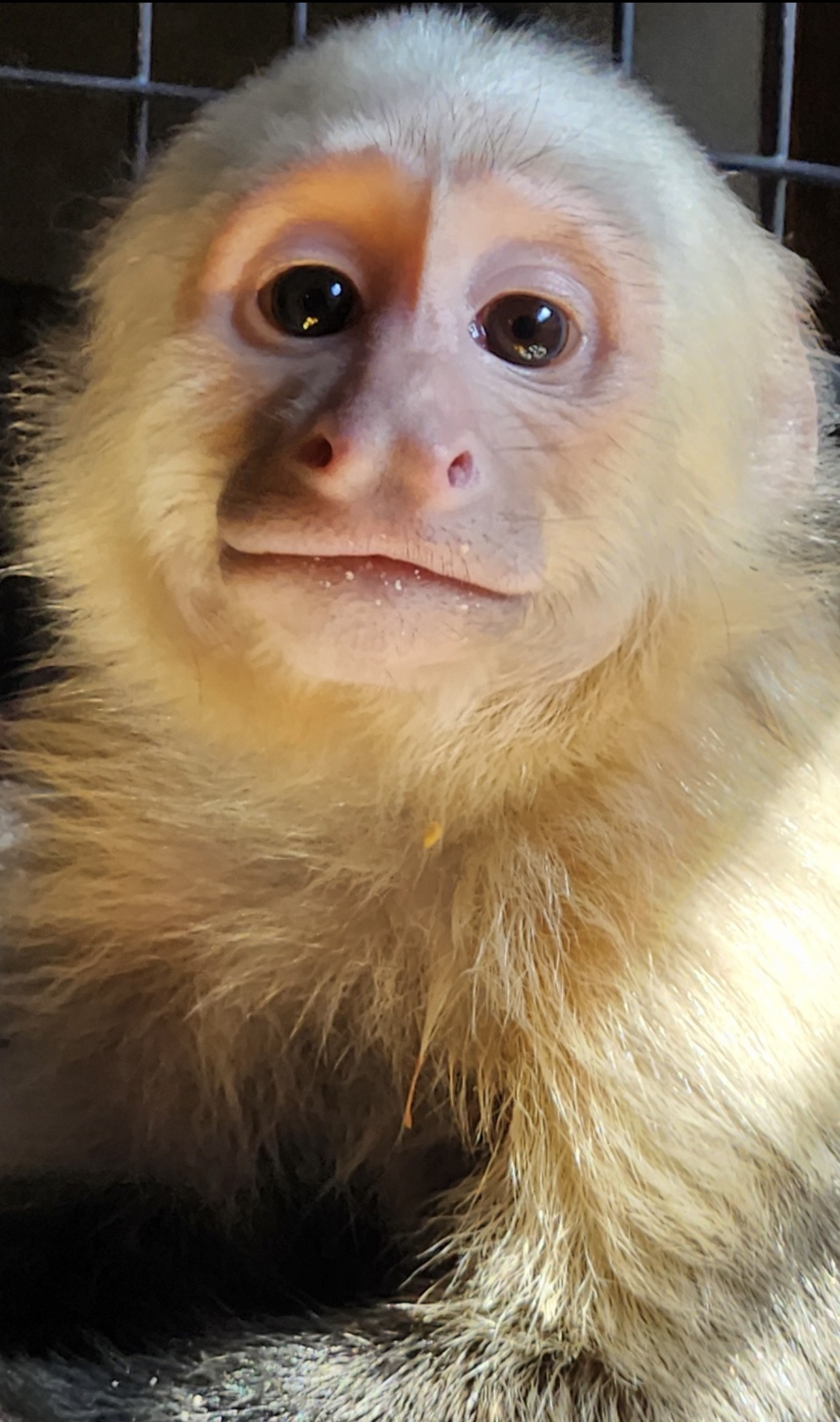 awww sweet monkey boy pic