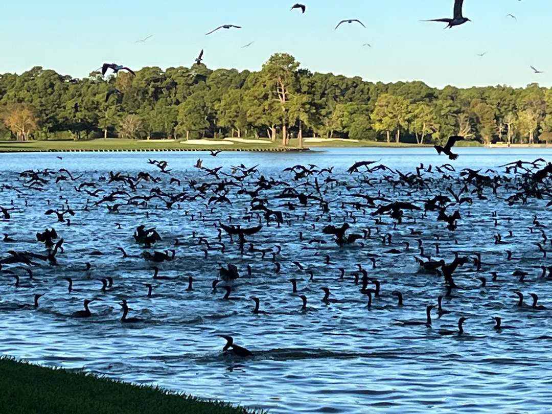Bird invasion in Kingwood: