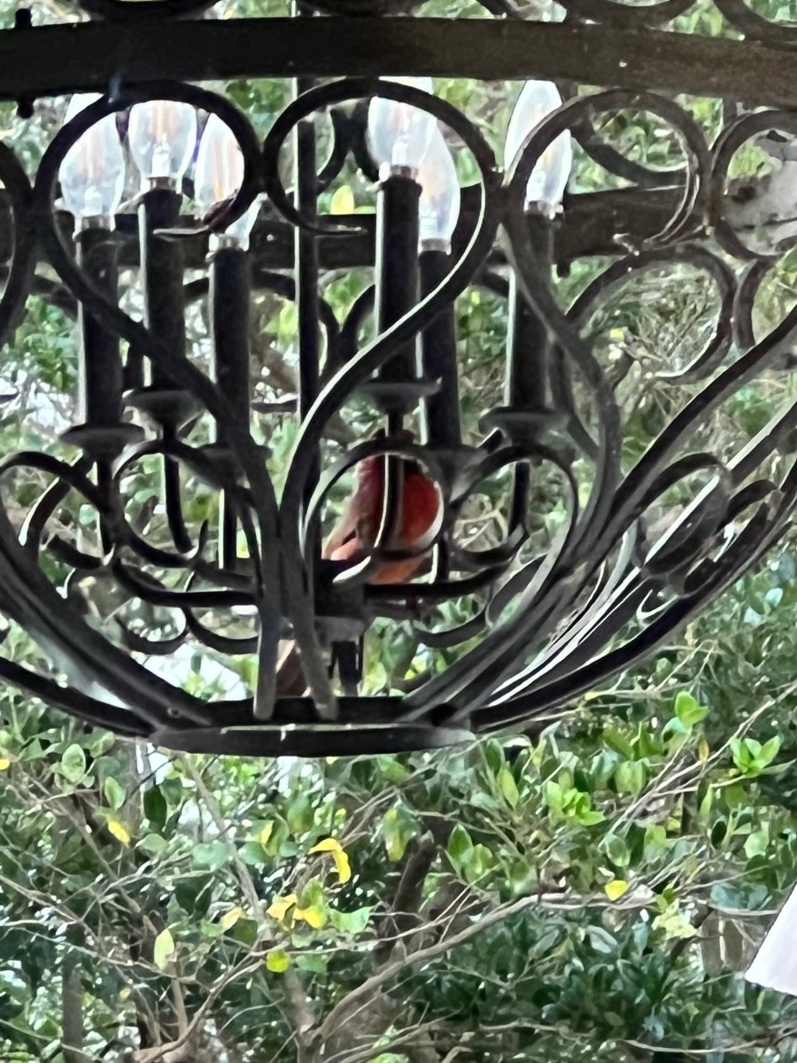 I am fretting over these clueless birds