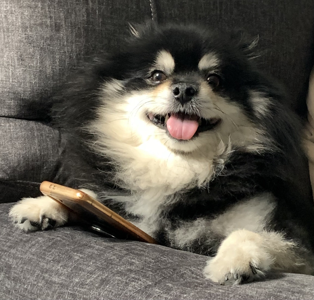 Show me your cute furr babies for a morning smile