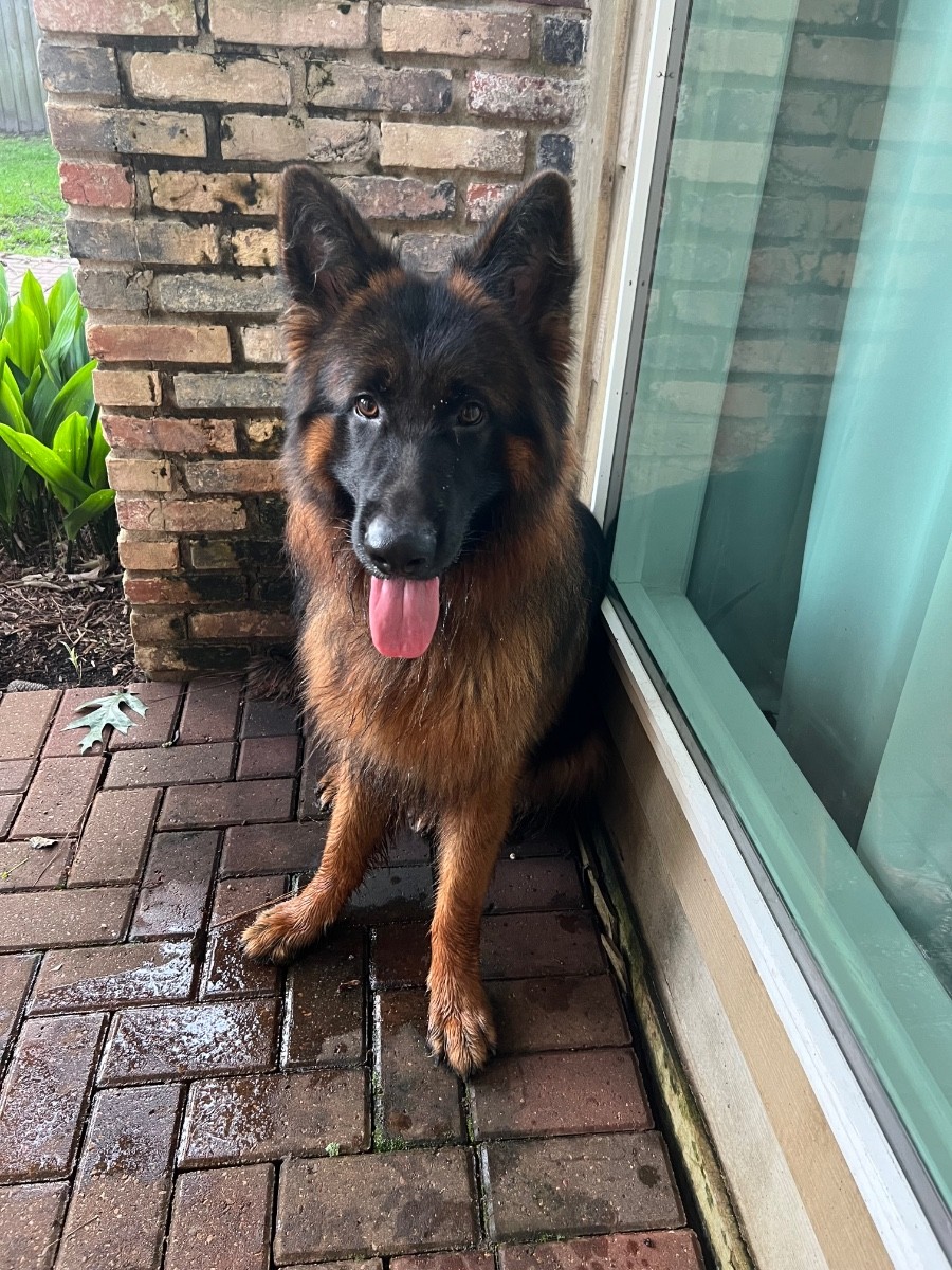 Lost German Shepherd was at my backdoor this morning. It has a t