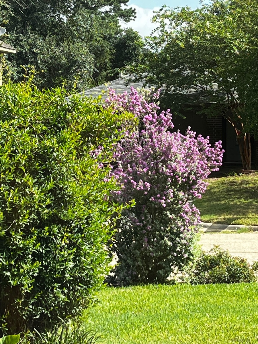 I love the blooms on this tree Texas Sage , I had to water her b