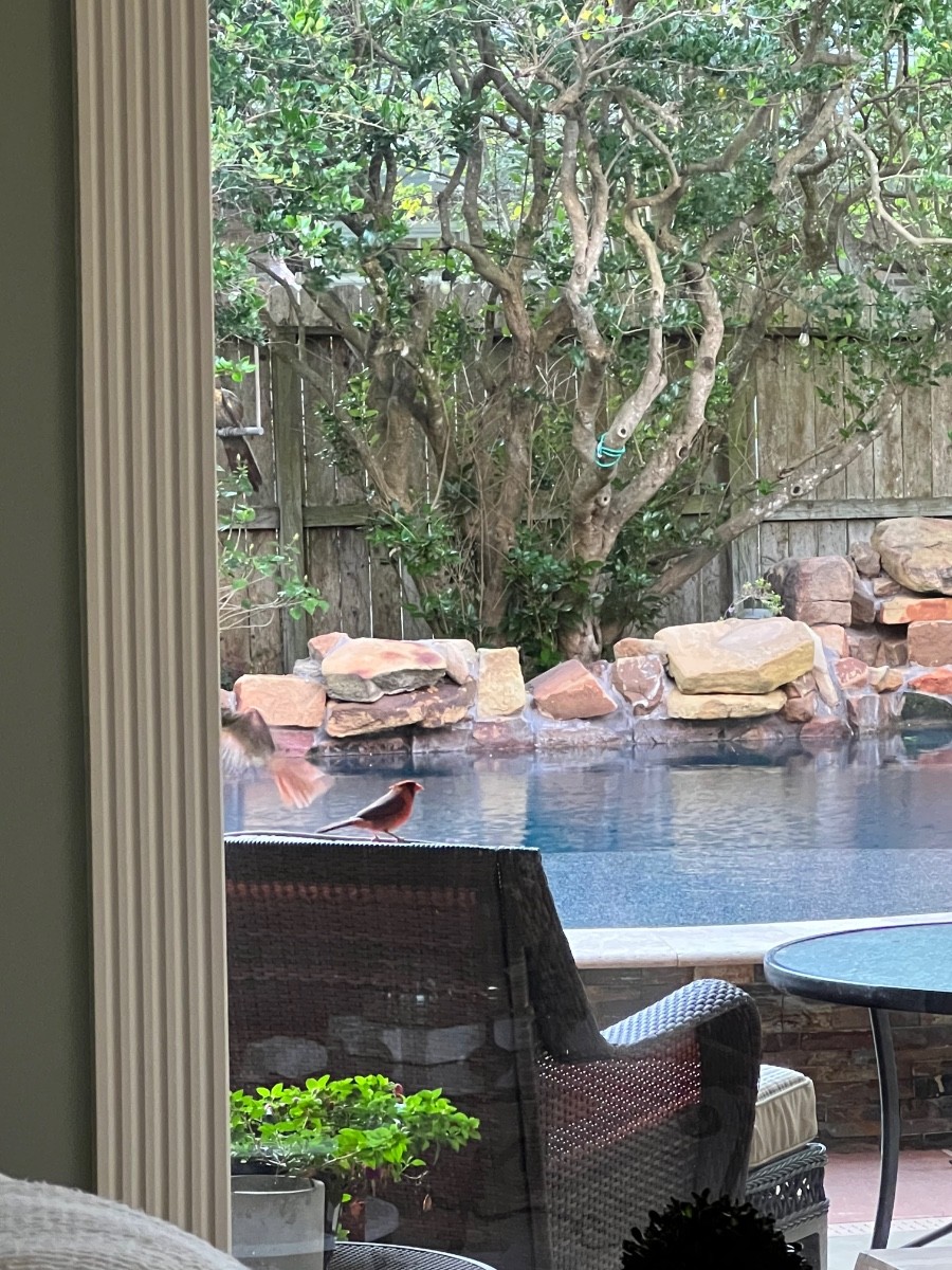 I am fretting over these clueless birds