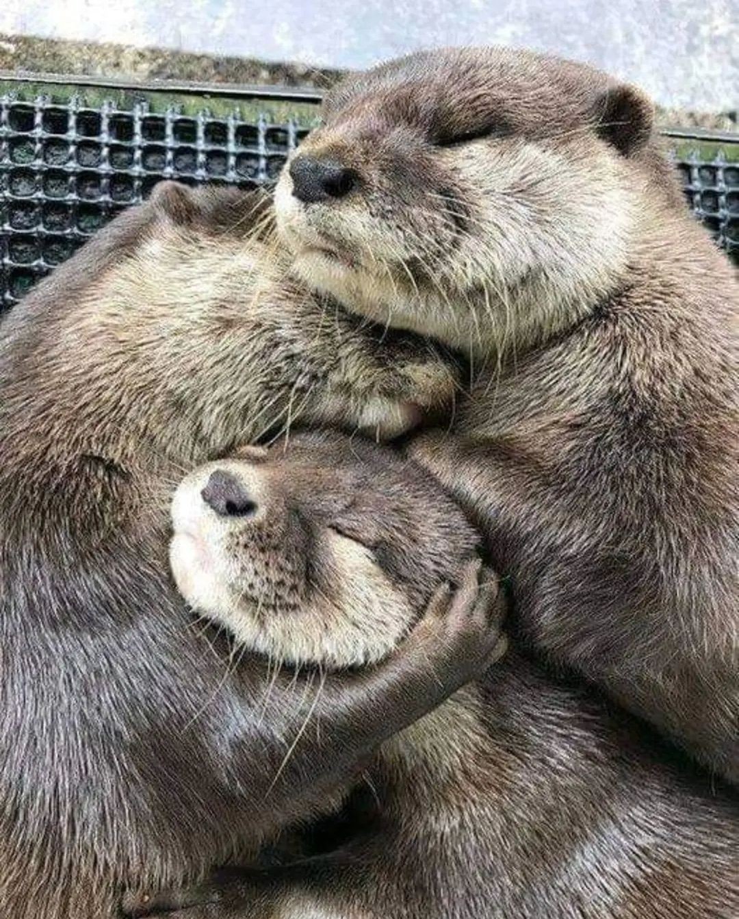 Otterly awesome