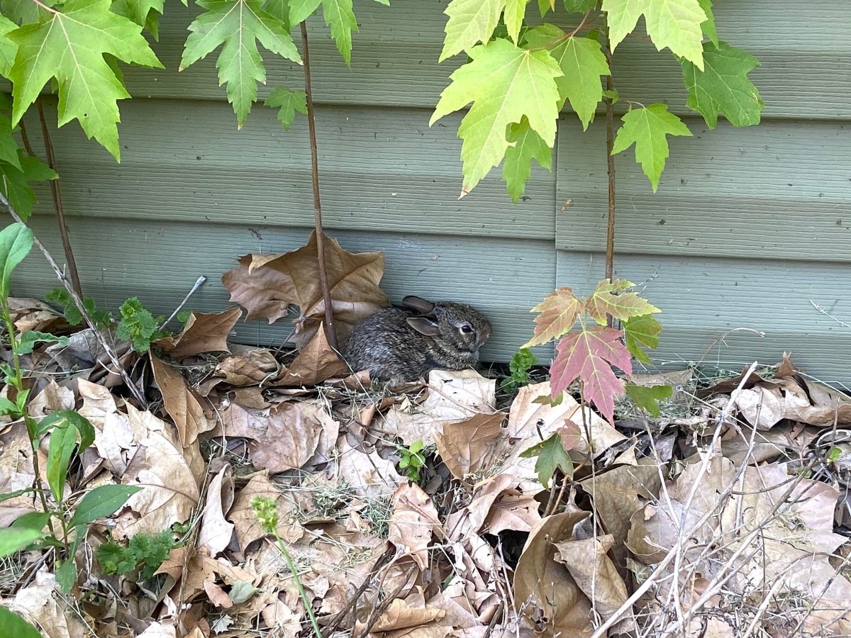 Introverts in the wild