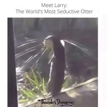 Dancing Otter Gif