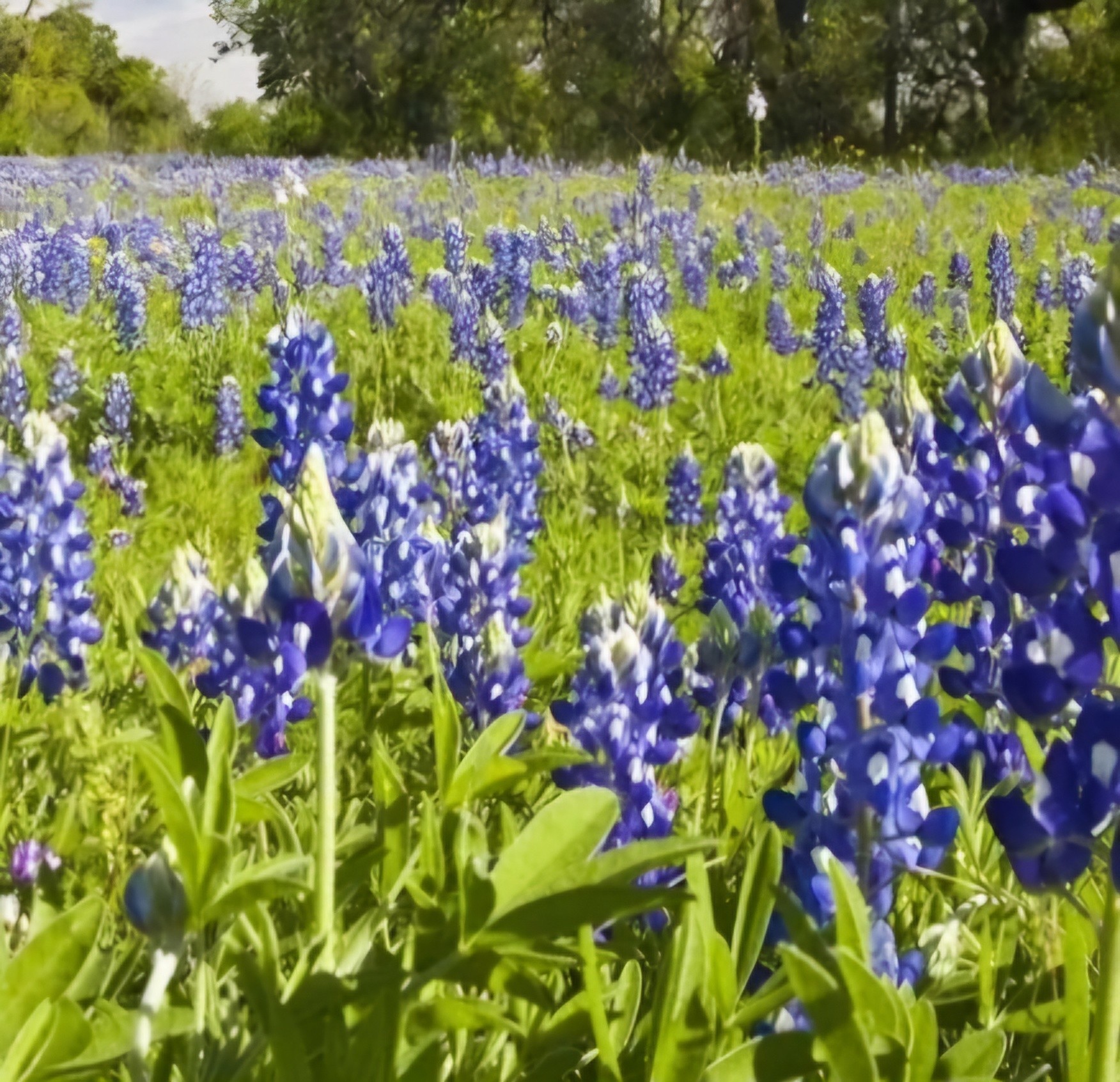 Bluebonnets are blooming!!!