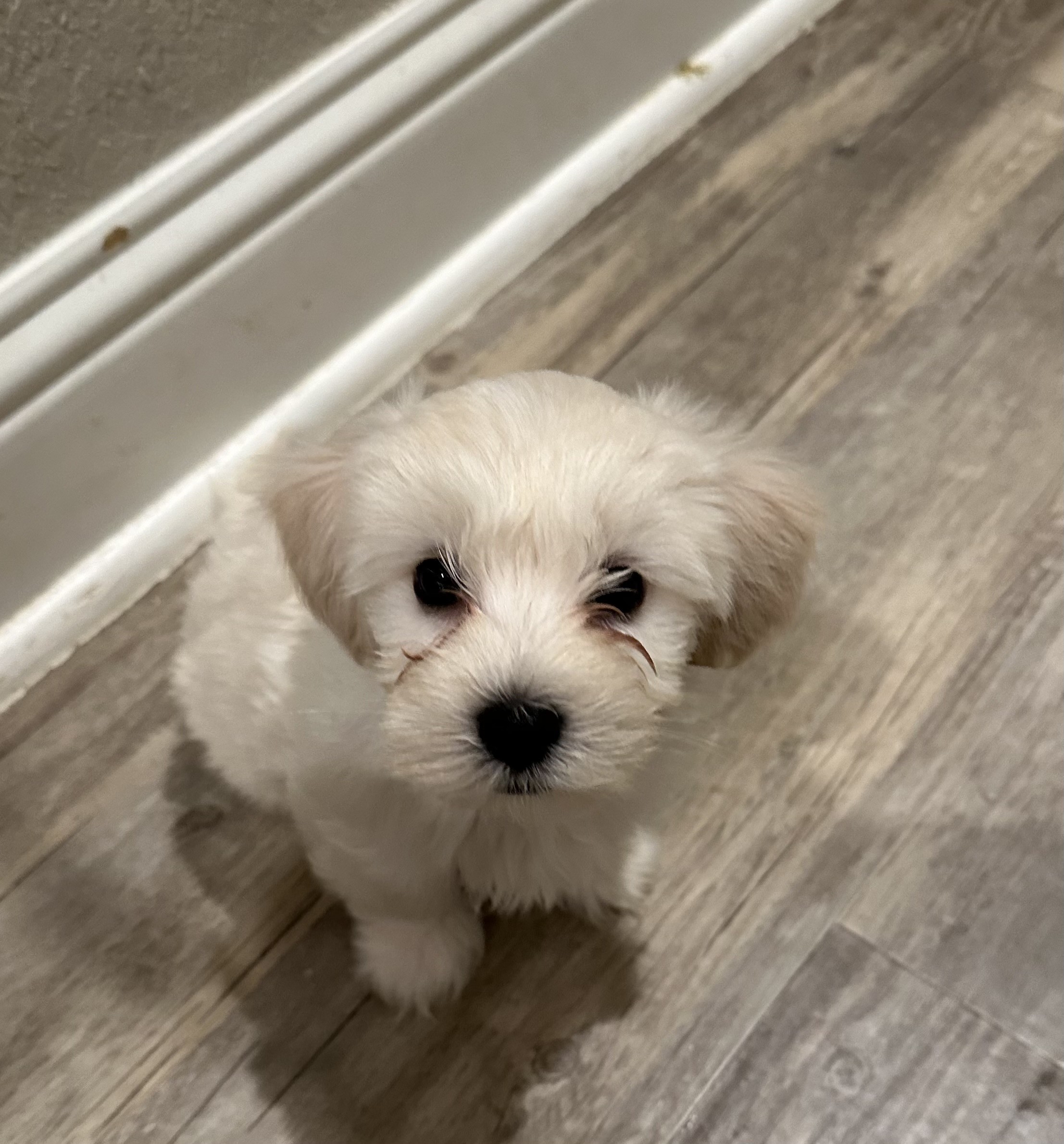 Hello my name is Cheylin! Rehoming our puppies located near the