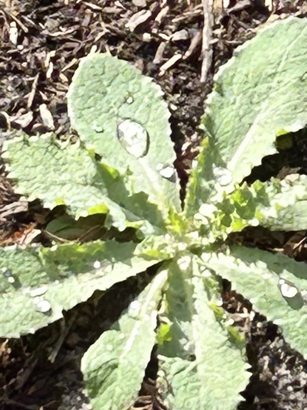A few drops of rain make this weed look pretty.